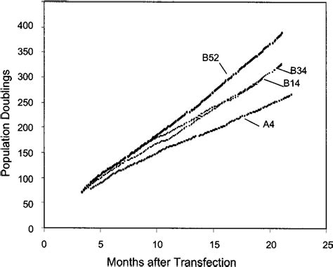 Long Term Growth Of Htert Expressing Fibroblasts The Proliferative
