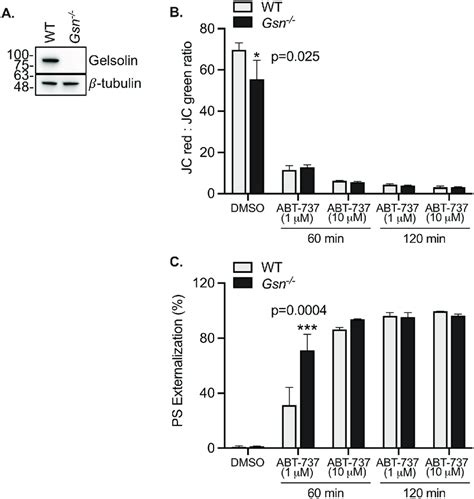 Abt 737 Induced Mitochondrial Depolarization And Ps Externalization In Download Scientific