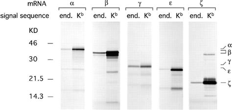 Exchange Of The 5 Noncoding And Signal Peptideencoding Sequence Leads