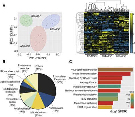Integrated Transcriptome Proteome Analyses Of Human Stem Cells Reveal Source Dependent