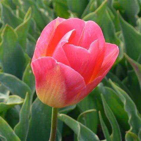 Tulip Tom Pouce The Diggers Club Tulip Tom Pouce The Diggers Club