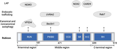Schematic Rubicon Protein Structure Binding Partners And Functions In