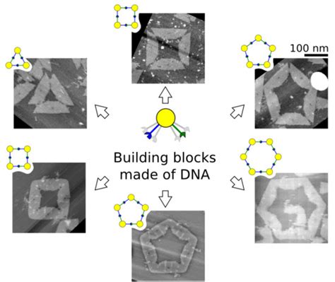 Polymorphic Ring Shaped Molecular Clusters Made Of Shape Variable Building Blocks