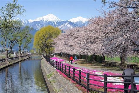 拾ヶ堰じてんしゃひろばの桜安曇野市 Skima信州お花見ガイド2022