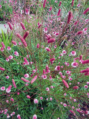 Кровохлебка лекарственная Пинк Танна (Pink Tanna) (Sanguisorba ...