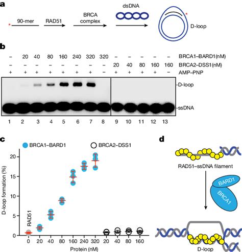 Enhancement Of Rad51 Mediated D Loop Formation By Brca1 Bard1 A Enhancement Of Rad51 Mediated D Loop Formation By Brca1 Bard1 A