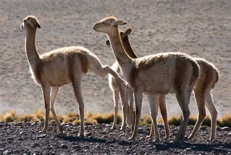 5 Different Types Of Llamas Information And Facts Earth Eclipse