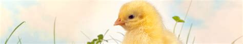 European Approval For Nutrase® P Boost Poultry Performance Reduce