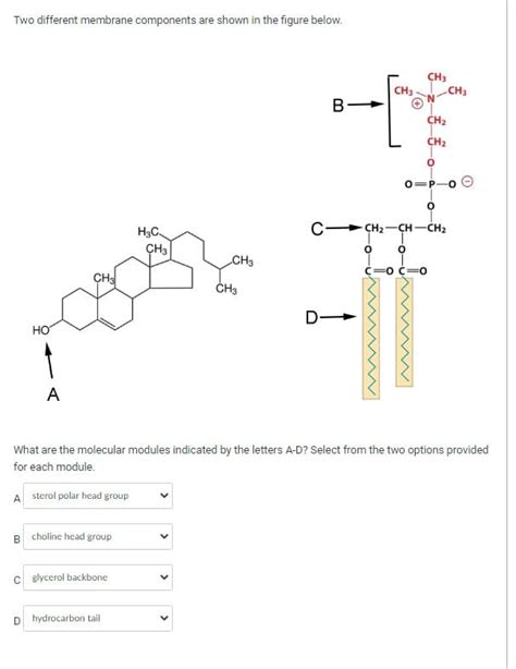 Answered Ho ↑ A Ch3 B Choline Head Group H3c C… Bartleby