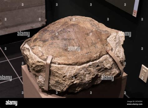 Fossilized Carapace Of A Baenid Turtle In The Utah Field House Of