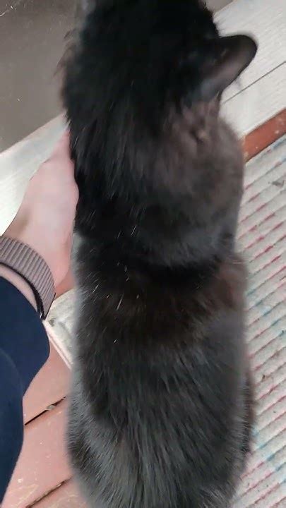 Kitty Ray Ray Wants In Youtube