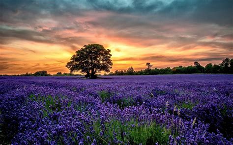 Lavender Field Sunset Wallpapers Top Free Lavender Field Sunset