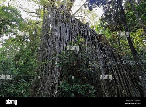 266 The So Called Curtain Fig Tree Giant Rainforest Strangler Fig Near