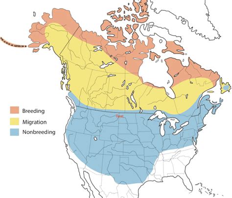 9 Types Of Hawks That Live In Connecticut 2024 Bird Watching Hq