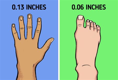 Why Fingernails Grow Faster Than Toenails Bright Side