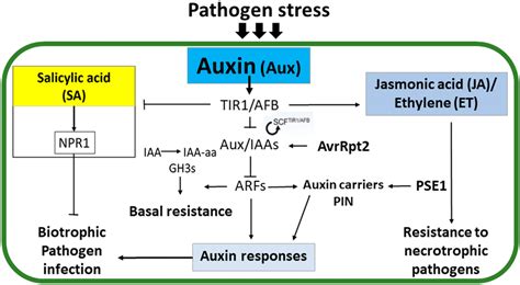 An Abstracted Overview Of Auxin Signaling In Plant Pathogen
