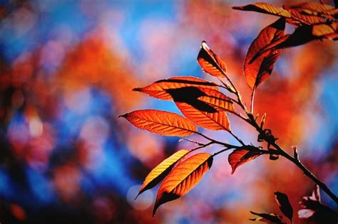 Premium Photo Close Up Of Autumn Leaf