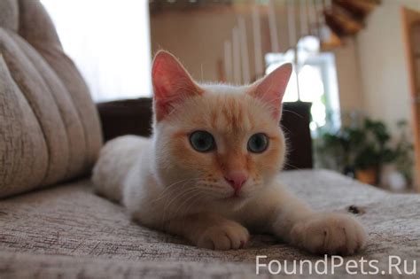 Белая кошка с рыжими ушами и хвостом порода 64 фото подборки