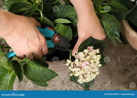 Woman Pruning Hortensia Plant With Shears Outdoors Closeup Stock Image
