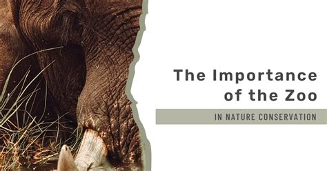 The Importance Of Conservation Of Endangered Species In Zoos