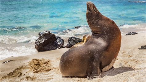 Galapagos Sea Lion In Sand Mann Beach Playa Mann San Cristobal
