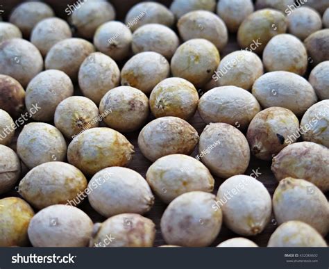 Seed Tree Stock Photo 432083602 Shutterstock