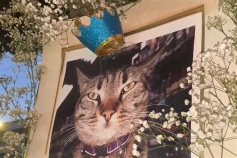 Beloved Bodega Cat In San Francisco Allegedly Killed By Waymo