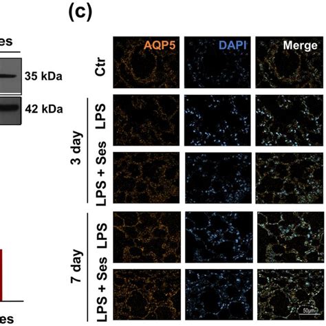 Trpv1 Involved In The Transdifferentiation Induced By Sesamin Through Download Scientific