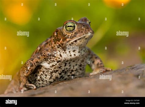 Natterjack Toad Natterjack British Toad Bufo Calamita Erect Germany Rhineland Palatinate