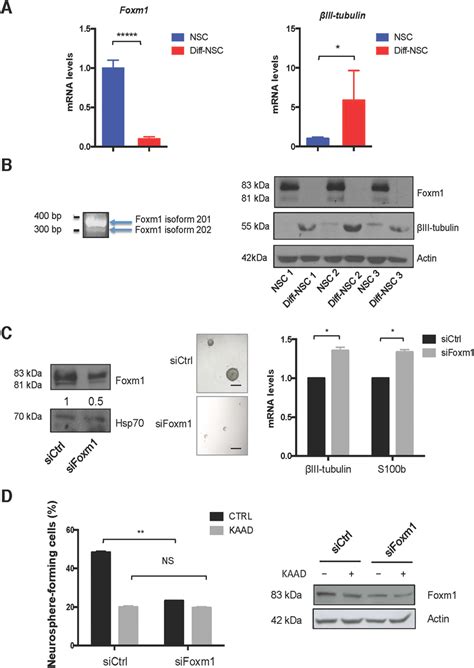 Upregulated Expression Of Foxm1 In P4 Cerebellar Nscs And Its Effect On