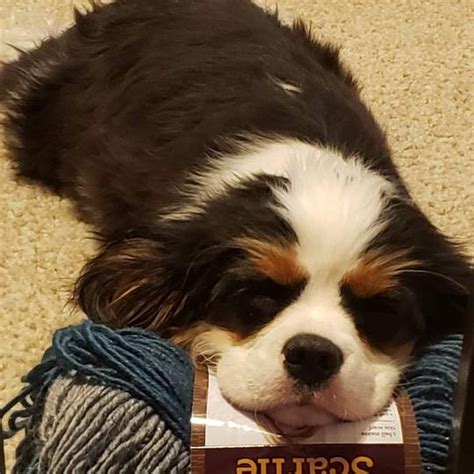 Sleepy Boy Resting On My Yarn Scrolller