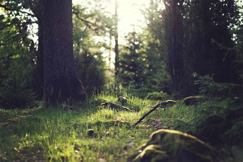 Free Picture Wood Tree Landscape Ecology Nature Forest