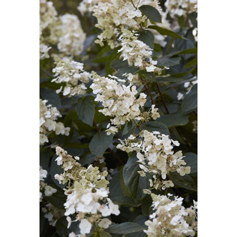 Hydrangea Pan Tardiva