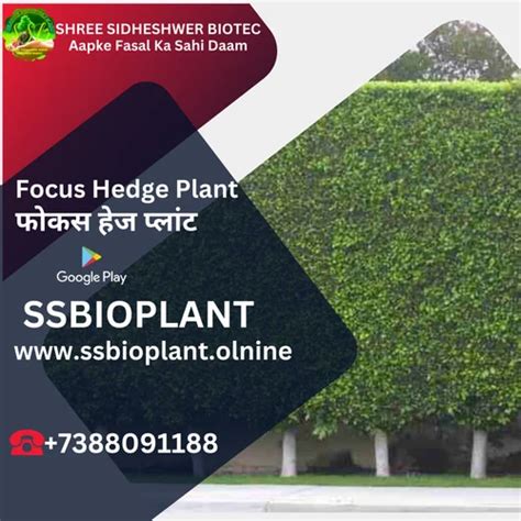 Round Plants Ficus Hedge Plant For Garden At ₹ 80piece In Prayagraj
