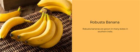 Robusta Banana Health Benefits Uses And Important Facts