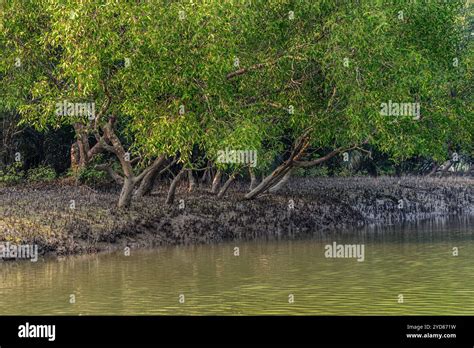 World Largest Mangrove Forest Sundarbans Famous For The Royal Bengal