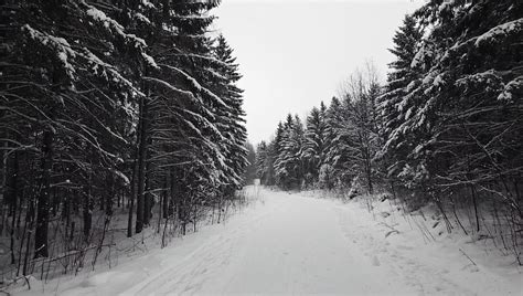 Обои на рабочий стол пейзаж зимой кругом снег рассвет просека в лесу · бесплатная фотография