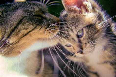 Why Do Cats Lick Each Other Cat World