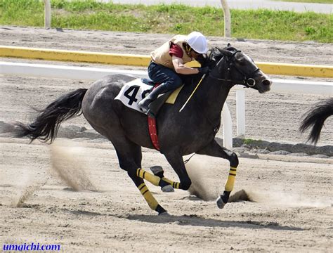 Jra競走に勝ったセール出身馬紹介20211030 31､ダノンファンタジーなど22頭 【サラブレッドセール（せり市場）＝馬市