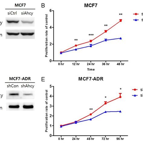 The Expression Of Ahcy Is Determined By C Myc Activation In Human Download Scientific Diagram