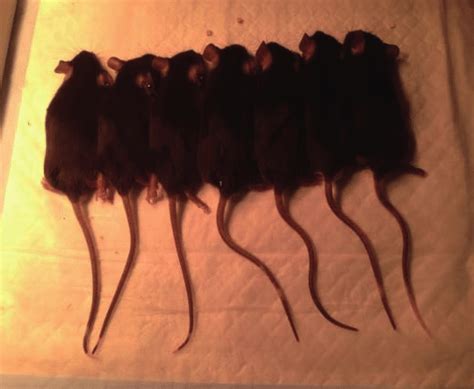 Mice With Caia Developed Axspa Like Phenotype And Mice With No Caia Download Scientific Diagram