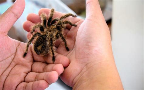 The Complete Life Cycle Of Tarantulas Explained Spiders Web Hq