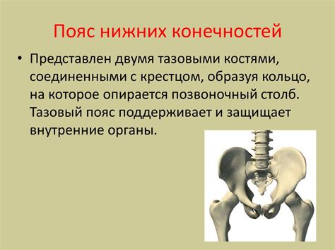 Строение периферического отдела скелет верхних и нижних конечностей