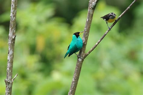 Green Honeycreeper Great Bird Pics