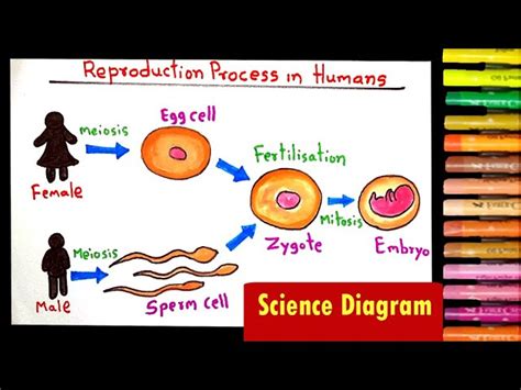 Reproduction Process In Humans Human Reproduction Biology Notes For