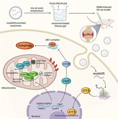 Engineered Exosomes With ATF5 Modified MRNA Loaded In Injectable