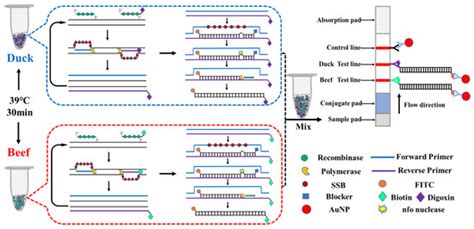 Recombinase Polymerase Amplification Based Multiplex Lateral Flow Dipstick For Fast