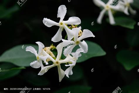 络石藤花 花卉 植物花草 摄影素材 汇图网