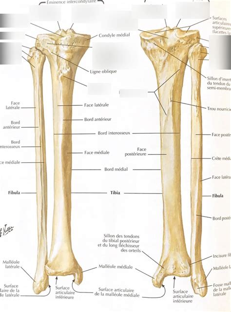 Structures Genou Diagram Quizlet