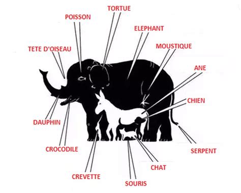 Énigme Combien Danimaux Sont Cachés Dans Cette Illusion Doptique